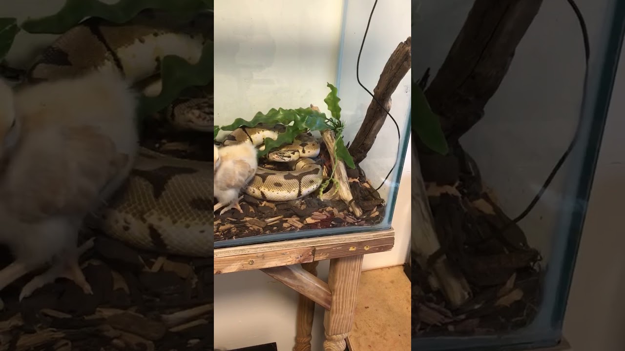 Ball Python Eating Chick Youtube