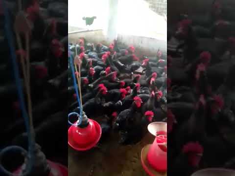 black Rock chicken breed - YouTube