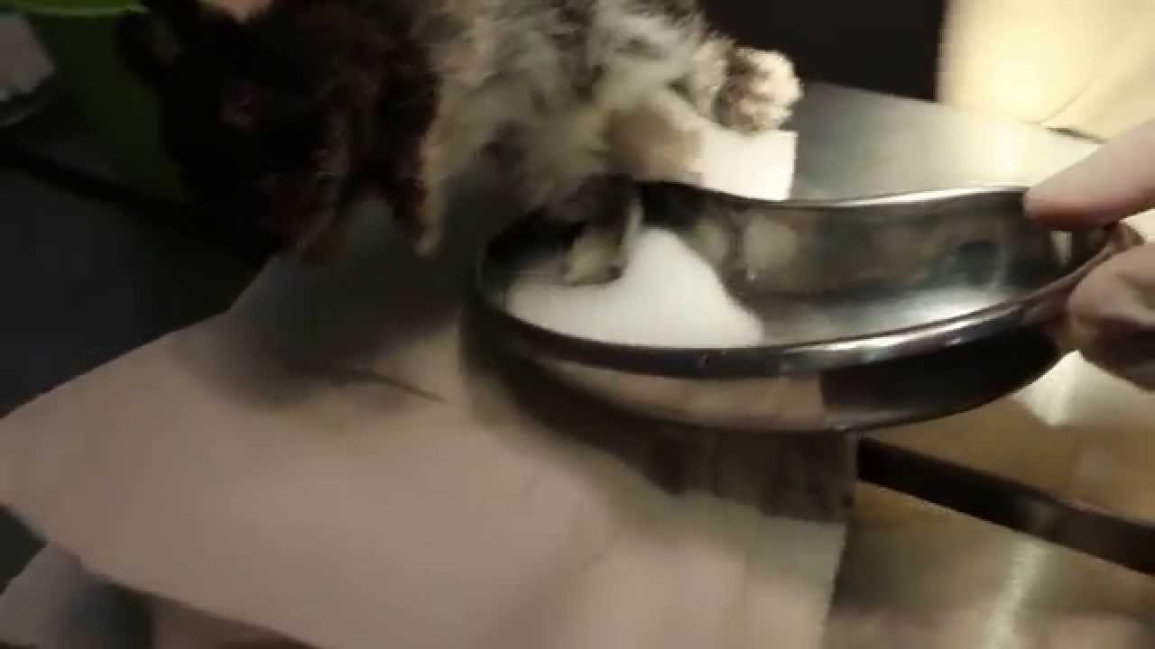 A 2-month-old rabbit has crusty ears, paws and eyelids - scabies - YouTube