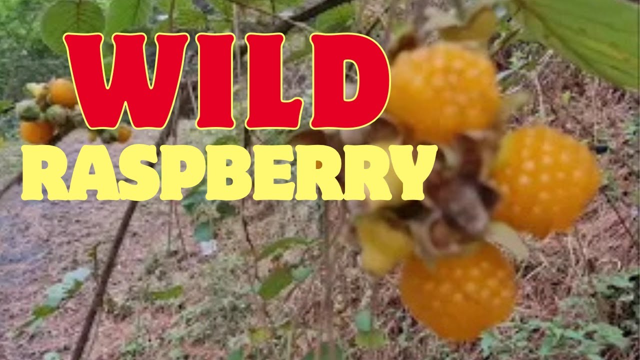 Wildlife - Raspberry - YouTube