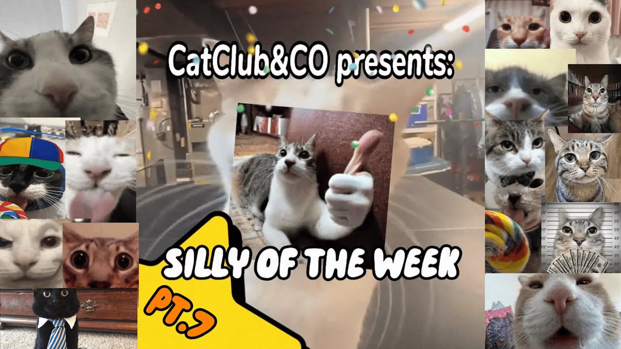 i love being silly😻😻 ||SILLY OF THE WEEK PT.7 - YouTube
