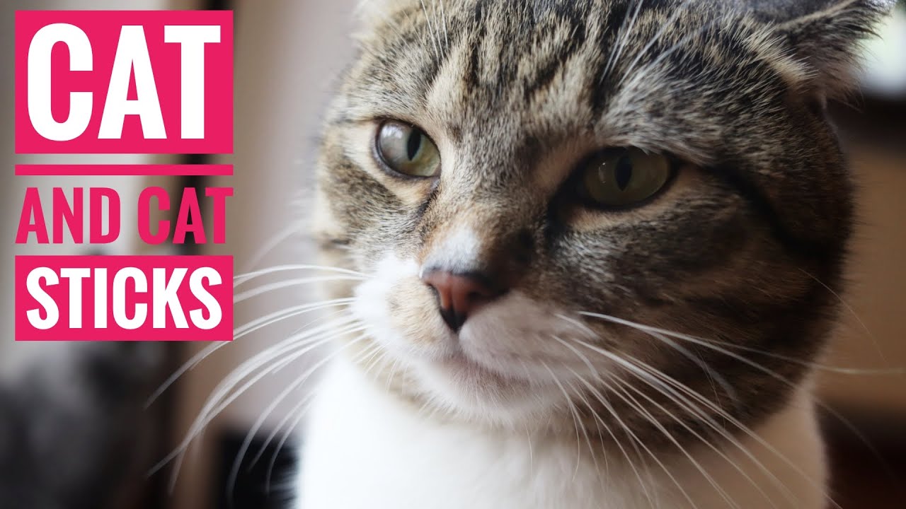 Cat and Cat Sticks | Cat Matabi Sticks | Cat and Catnip Sticks | Matabi ...