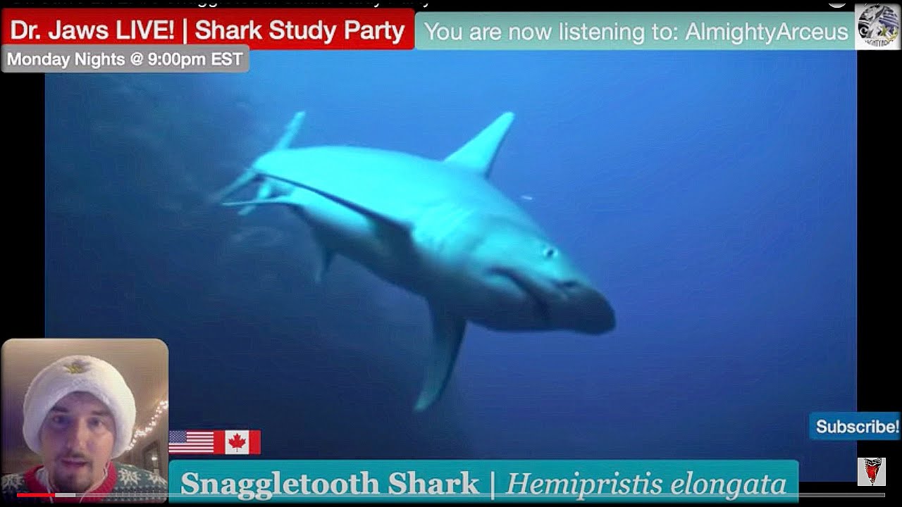 Dr. Jaws LIVE! #6 Snaggletooth Shark Study Party - YouTube