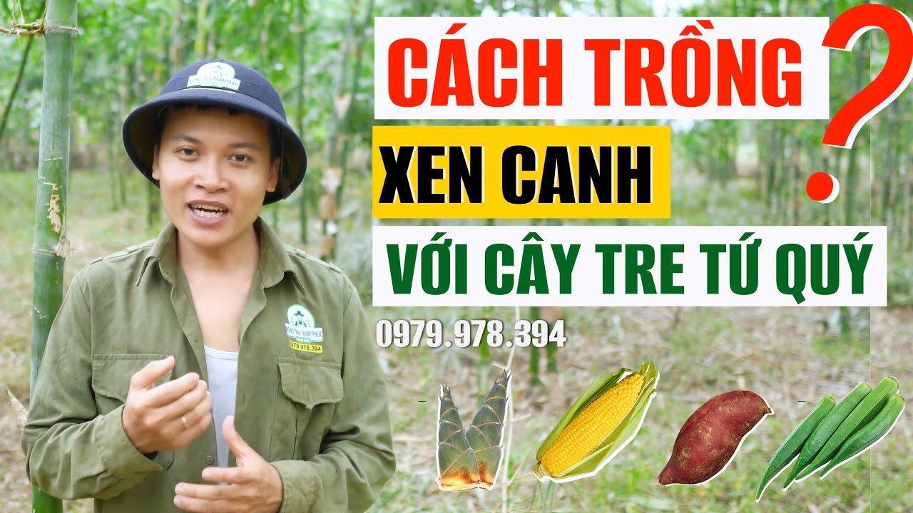CÁCH TRỒNG XEN CANH VỚI MĂNG TRE TỨ QUÝ | TẠI SAO NÊN TRỒNG XEN CANH ...