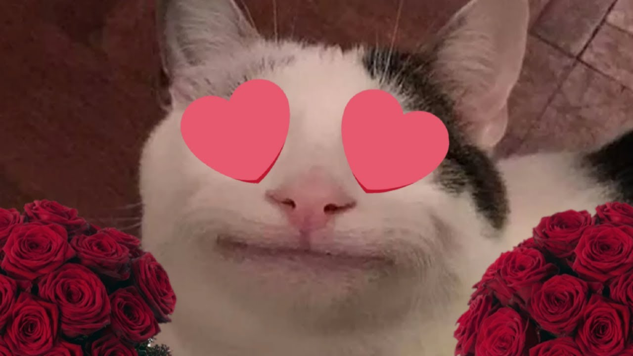 Beluga Finds Love.(very emotional video) - YouTube