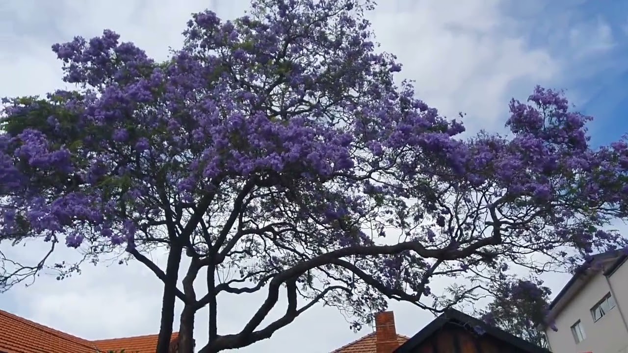 Jacaranda season in Bulawayo, Zimbabwe, Africa - YouTube