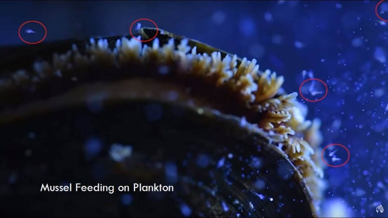 Mussels & Microplastics | Ocean Matters Lecture - YouTube