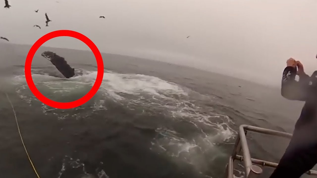 अचानक पानी में दिखी खौफनाक चीज | Most Shocking sea Animal Attacks - YouTube