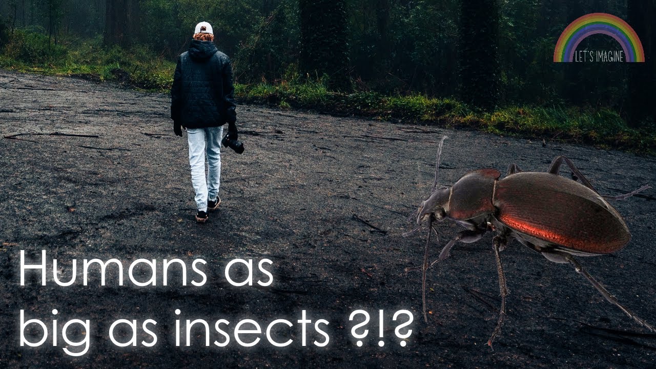 Why Insect-Sized Humans Wouldn't Work - YouTube