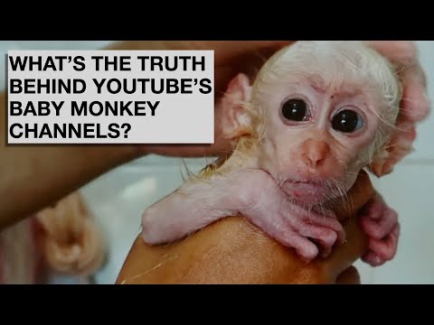 WHO IS BEHIND THE SUPER CUTE BABY MONKEY CHANNELS?