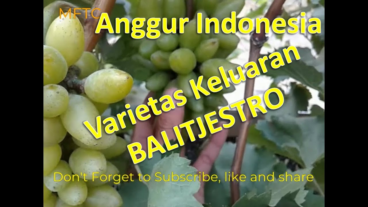 Anggur indonesia varietas keluaran balitjestro | Anggur Indonesia ...
