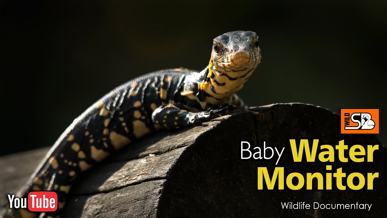 Baby Water Monitor | Wild SB | Sri Lanka - YouTube