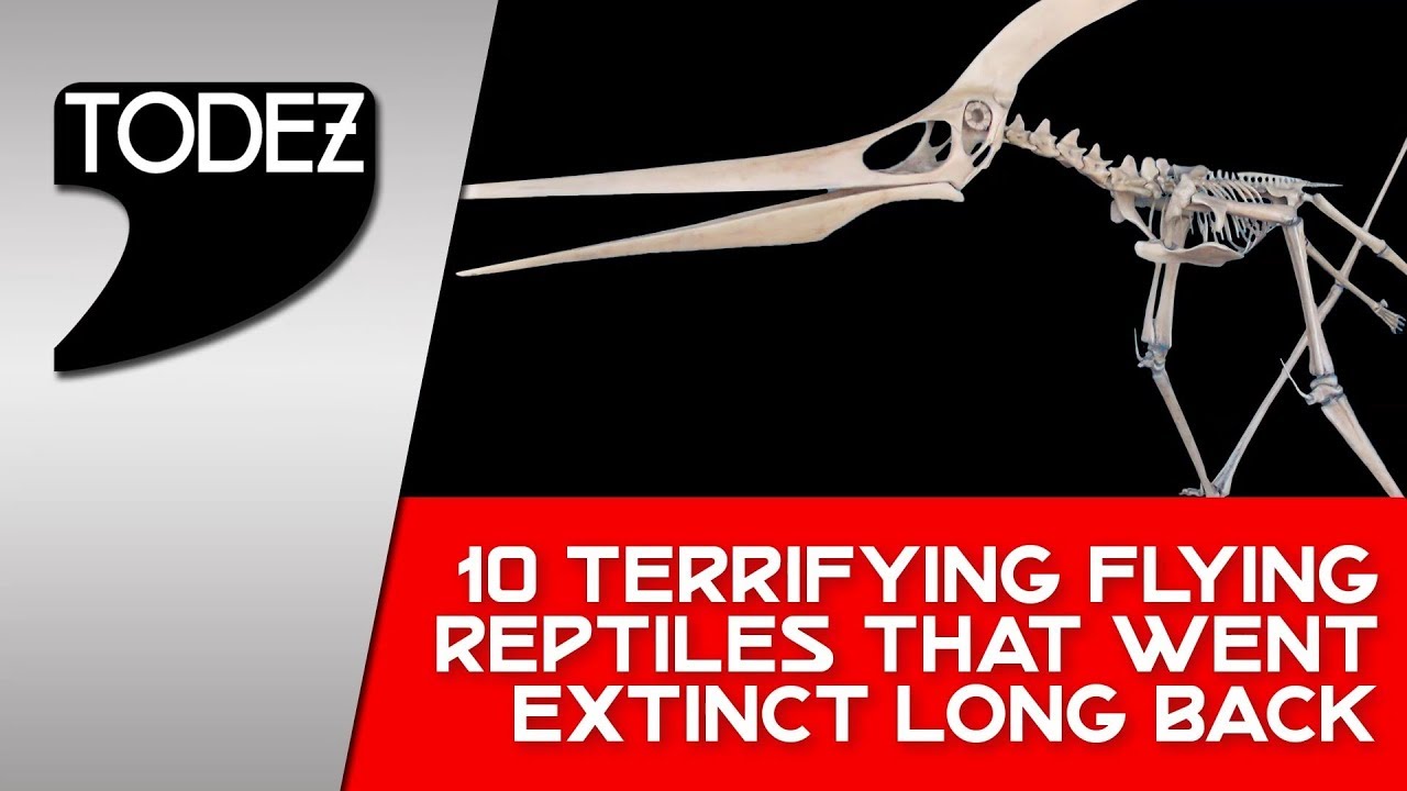 10 Terrifying Flying Reptiles That Went Extinct Long Back - YouTube