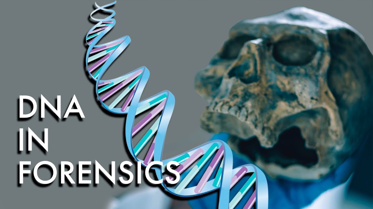 How Is DNA Used In Forensics True Crime Encyclopedia YouTube how-is-dna-used-in-forensics-true-crime-encyclopedia-youtube