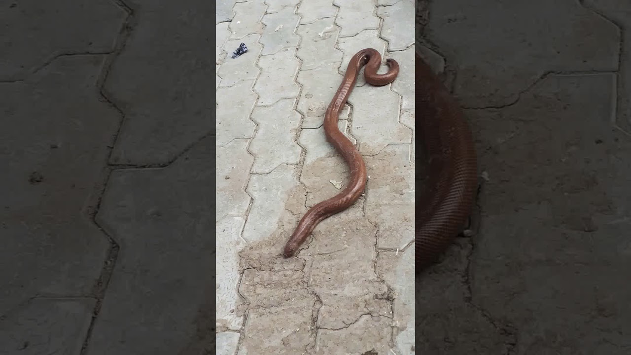 Nag-Nagin, DoMuha Snake & Snake Charmer. - YouTube