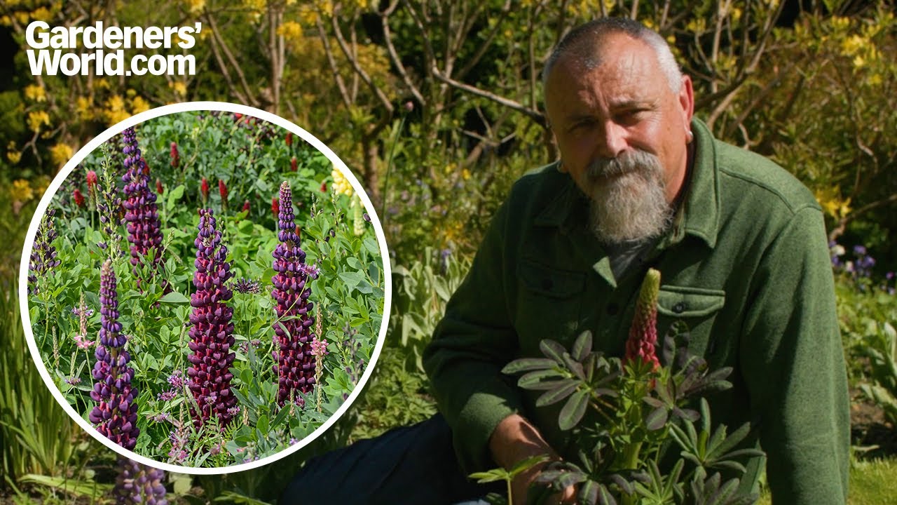 Beautiful LUPIN FLOWERS | Complete guide to growing lupins - YouTube