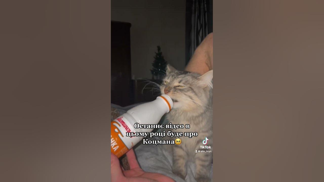 Ваш котик теж так сильнт любить їсти?😅 #кіт #домашніулюбленці - YouTube