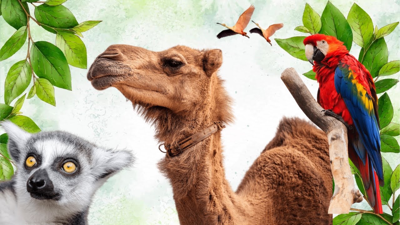 Cute AMBIENT ANIMAL SOUNDS with MUSIC: chicken, dog, goat, lion ...