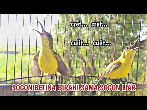 PANGGILAN SOGON BETINA BIRAHI MEMIKAT SOGON JANTAN