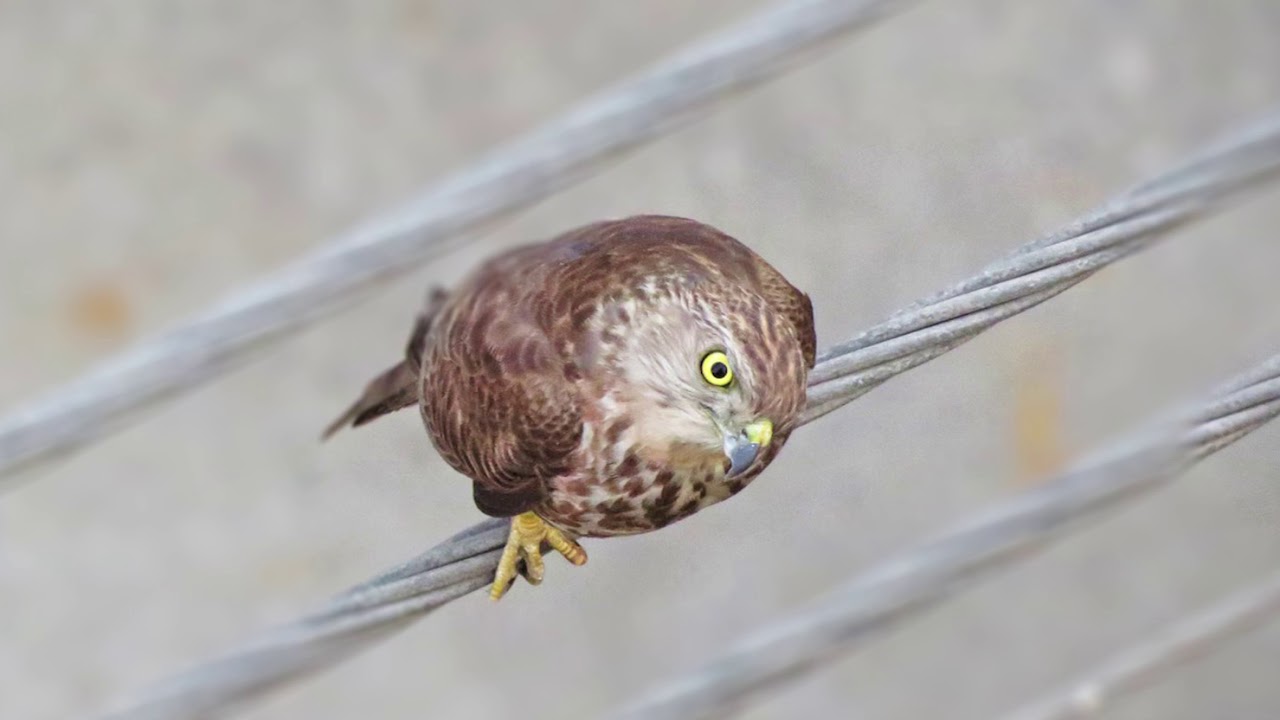How Does Shikra Sound? | Indian Goshawk | Accipiter badius | Voice Call ...