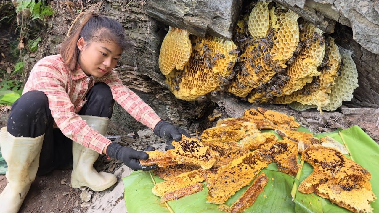The process of exploiting wild honey for breeding episode - rescuing ...