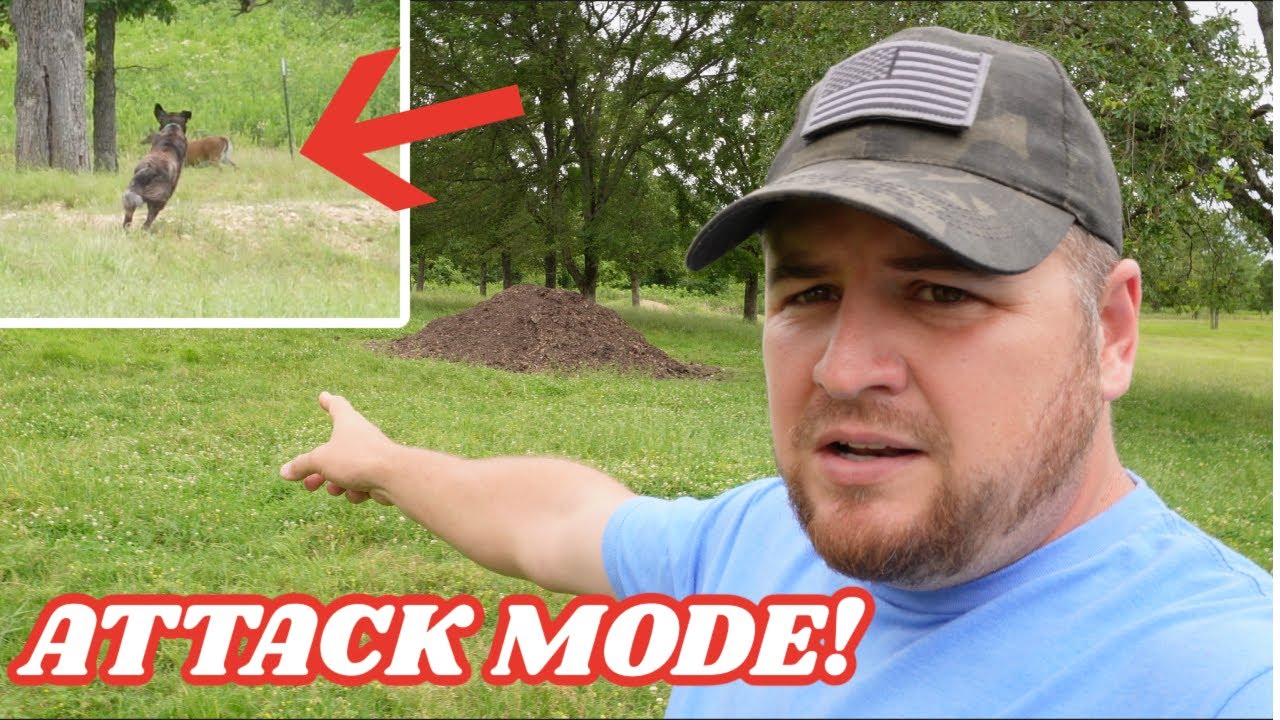 Guard Dogs Chase Off Unwanted Intruder From Farm - Caught On Camera ...