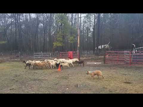 Aurora - Sheep - Pittsboro, NC - 12/27/23 - YouTube