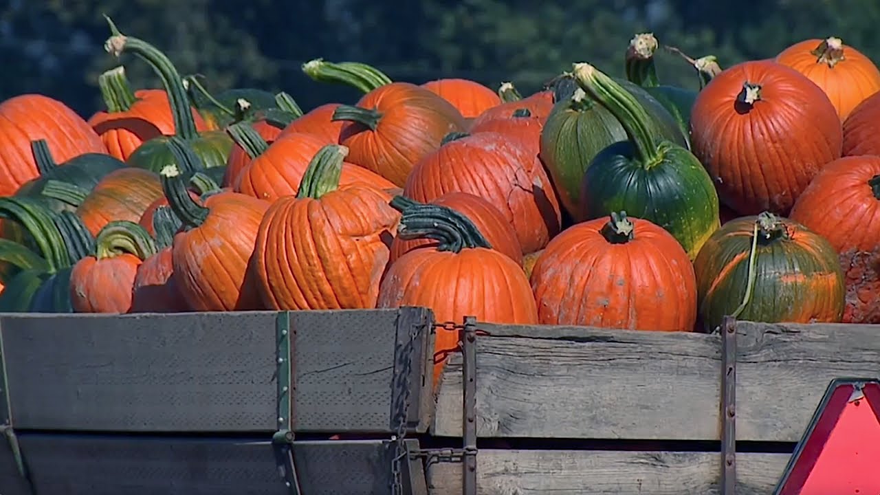 Fall's Arrival Brings America's Pumpkin Spice Obsession to Life - YouTube