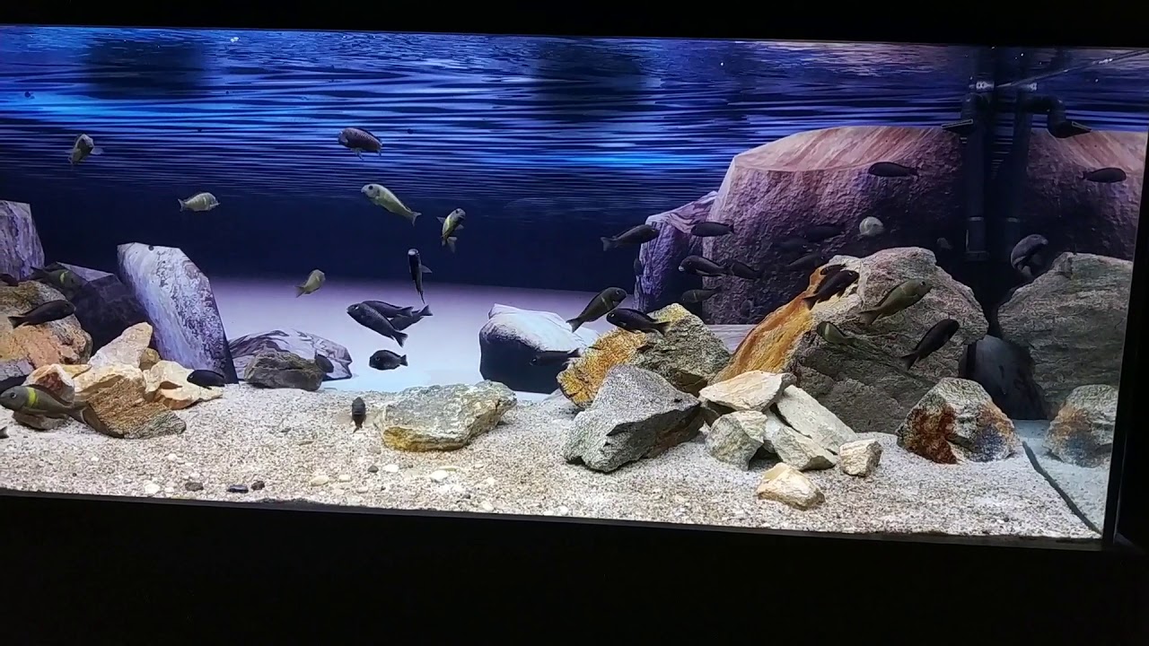 Tropheus tank 600 liters - YouTube