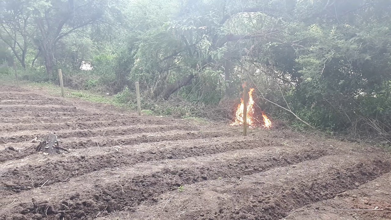 South African Cannabis Bush Grow fire clearing - YouTube