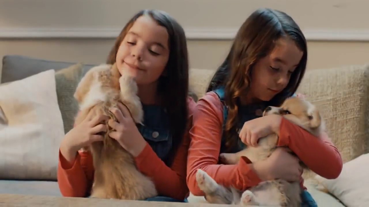 McVities Digestive Biscuits Advert Puppies - YouTube