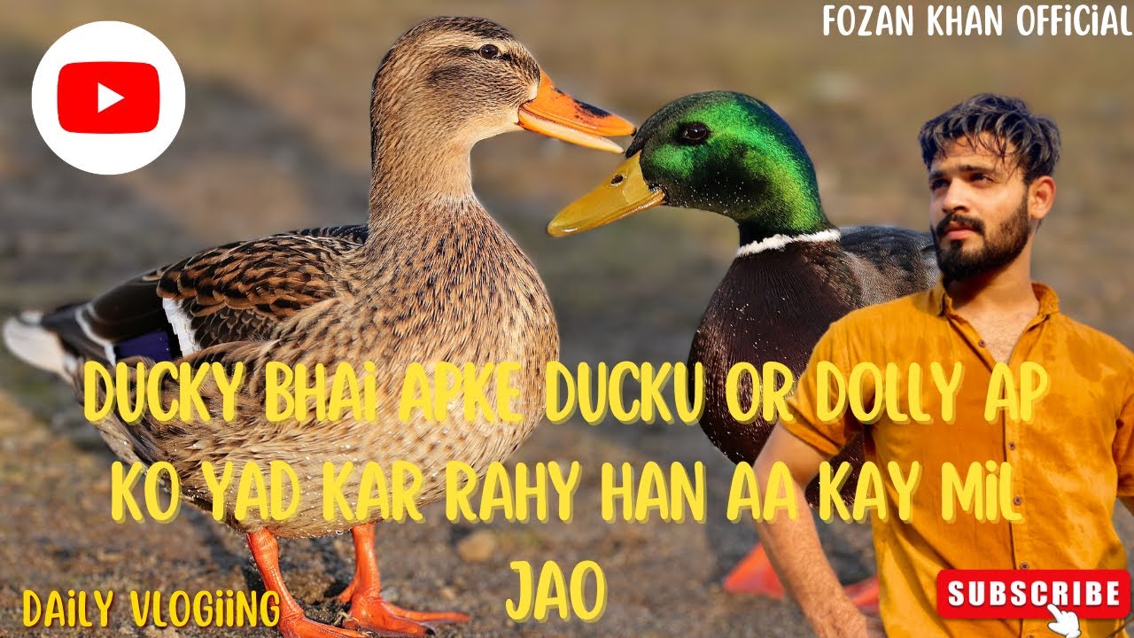 🦆DUCKY BHAI APNY DUCKU OR DOLLY KO LAY JAO DUCKU OR DOLLY MARA PASS ...