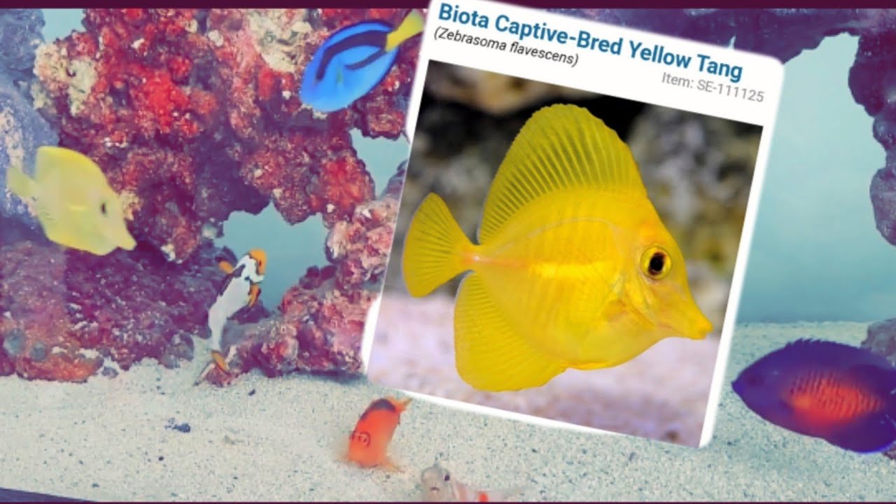 captive bred Biota yellow tangs are they worth it - YouTube