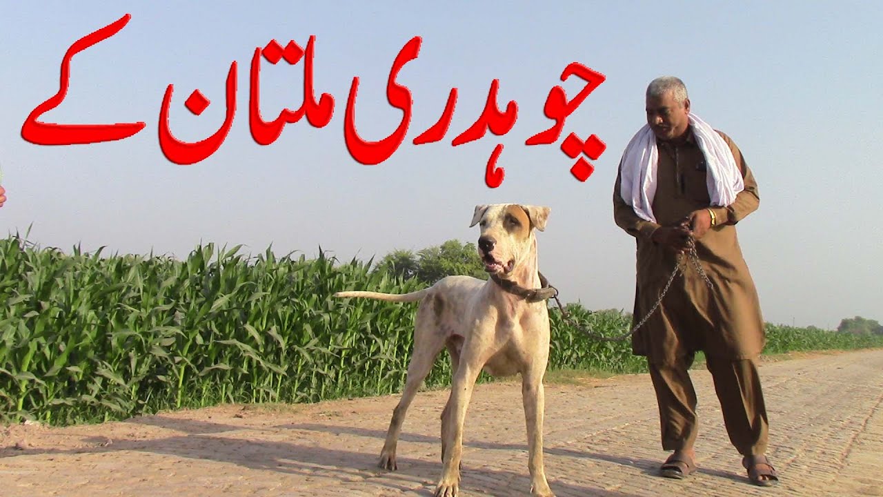 Best of Pakistani Bully Dog Bloodline Lahori | Bully Kutta By Nafa TV ...