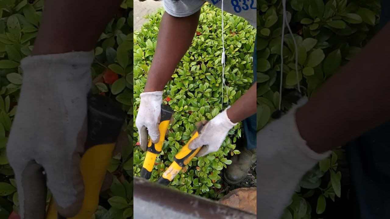 Clean up and trim bushes - YouTube