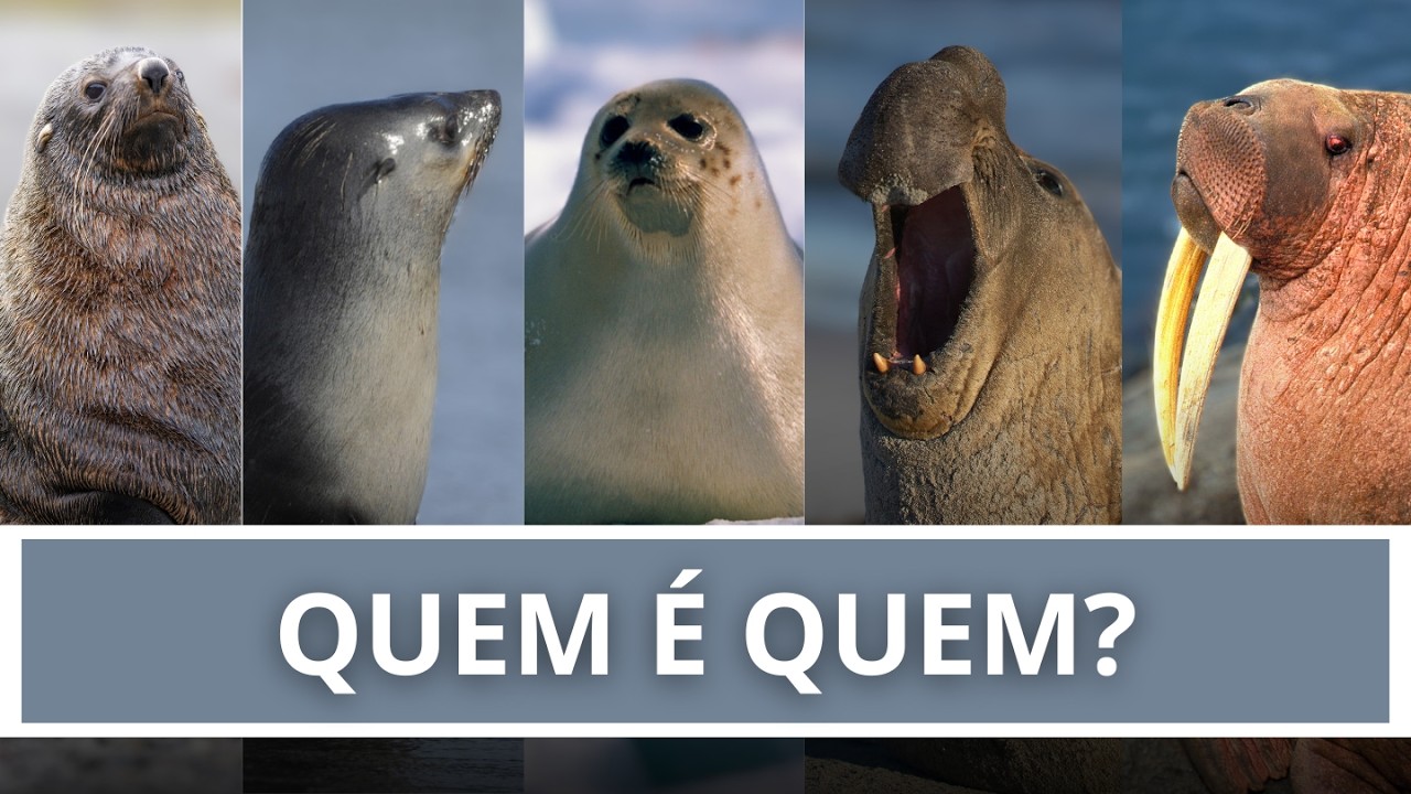 Você sabe as diferenças entre o leão-marinho, lobo-marinho, elefante ...