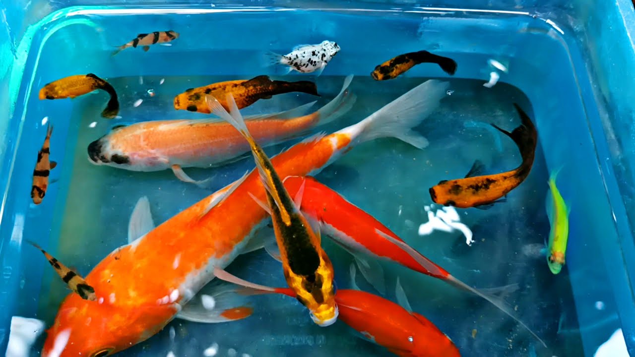 Find colorful Ornamental fish, Betta fish, koi fish, koki fish, Channa ...