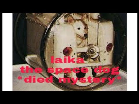 Laika died mystery relevant/laika the space dog story - YouTube