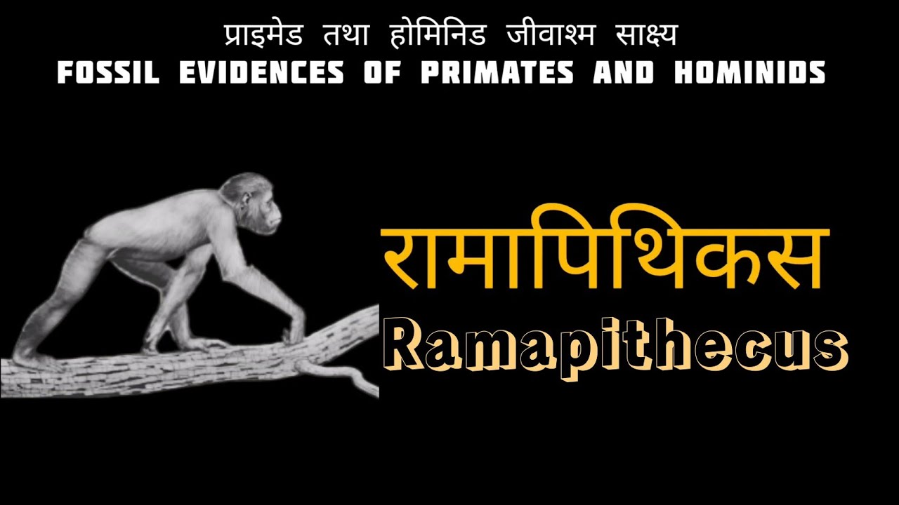 Ramapithecus | प्राइमेड तथा होमिनिड जीवाश्म साक्ष्य | Fossil Evidences ...