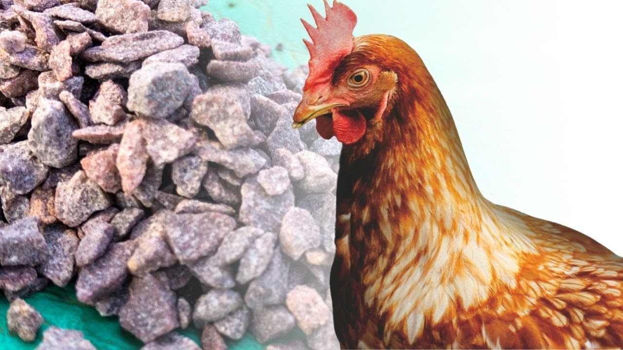 Are Your Chickens Effectively Digesting Their Food? - YouTube