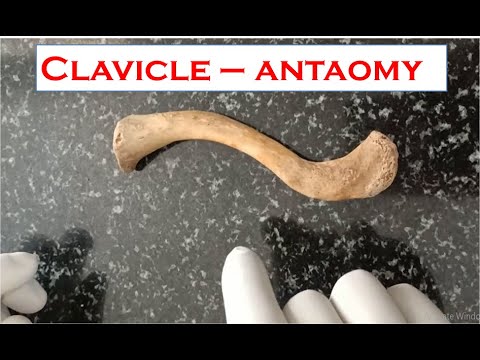 Clavicle Bone Anatomy: features, Articulations, Functions, Attachments ...