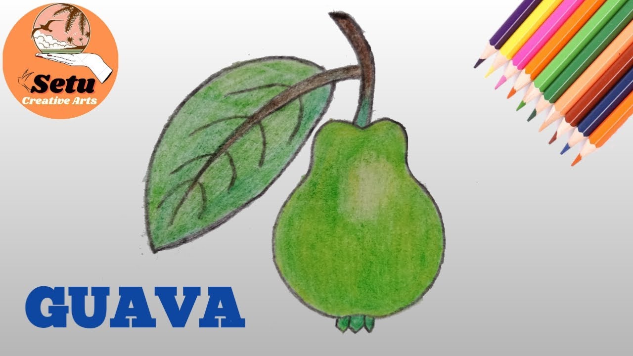 How to draw guava step by step || Drawing guava (very easy) - YouTube