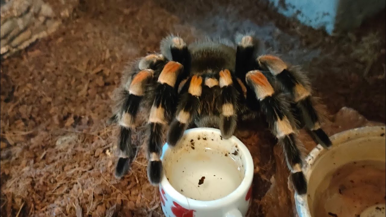 Mexican Red Knee tarantula hunting a cricket. - YouTube
