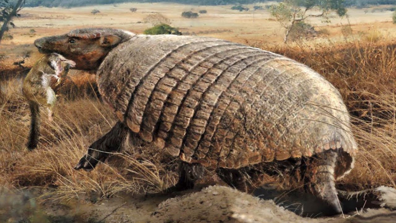 Macroeuphractus - A Carnivorous Armadillo - YouTube
