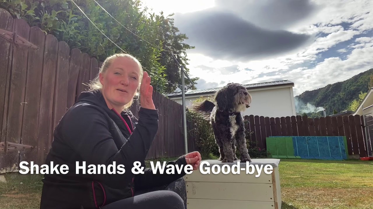How to teach my dog to Shake & Wave Good-bye - YouTube