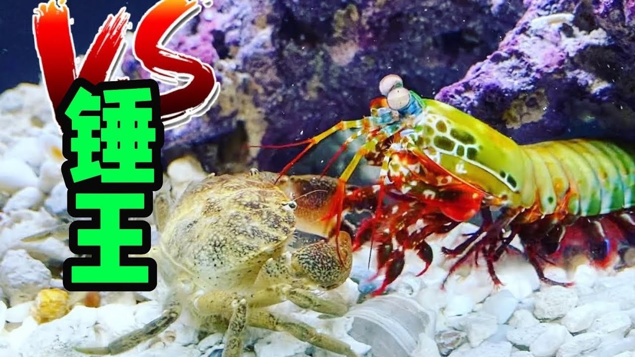 "Mantis Shrimp: Chang Wei violently beats Lai Fu" - YouTube