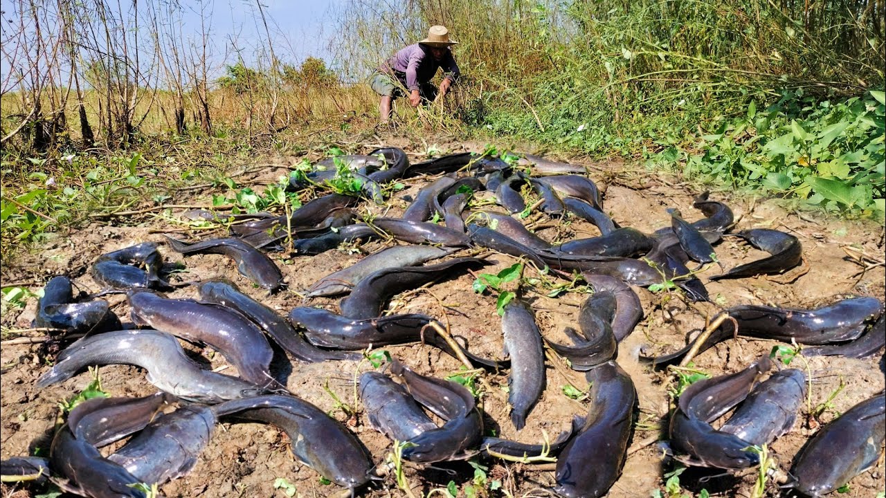 wow amazing fishing! catch fish in a pool of water catch a lot - YouTube