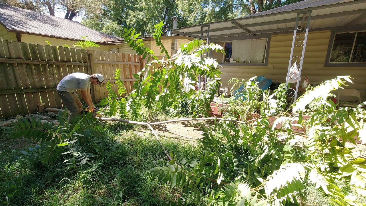 8ft Tall Weeds INFESTED her Backyard - She Asked me for Help and I ...