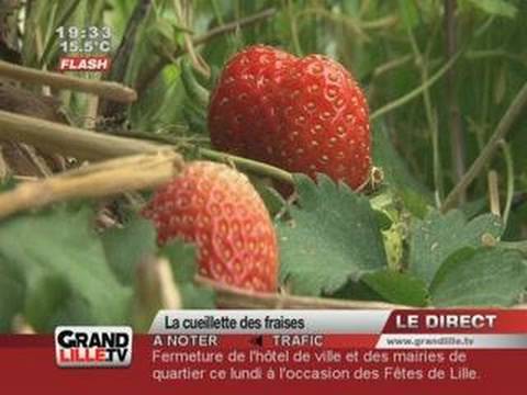 Cueillez vos fraises vous-mêmes ! (Seclin) - YouTube