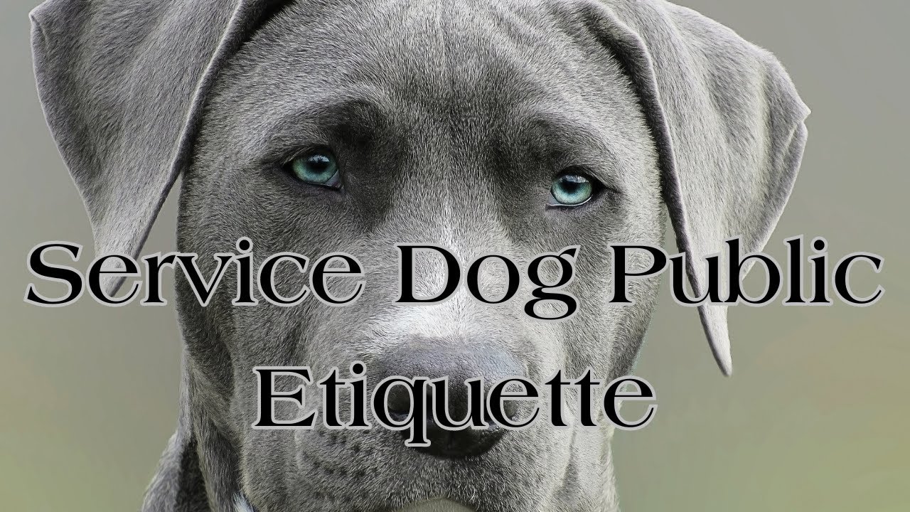 Service Dog Public Etiquette - YouTube